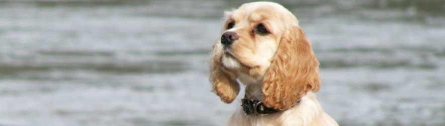 Wedgwood Cockers | American Cocker Spaniel Puppies in Mission BC