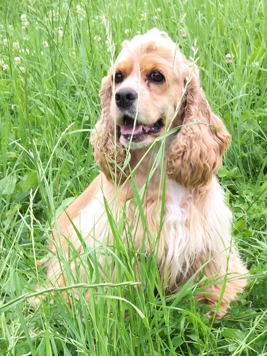 Our Dog’s | Wedgwood Cockers