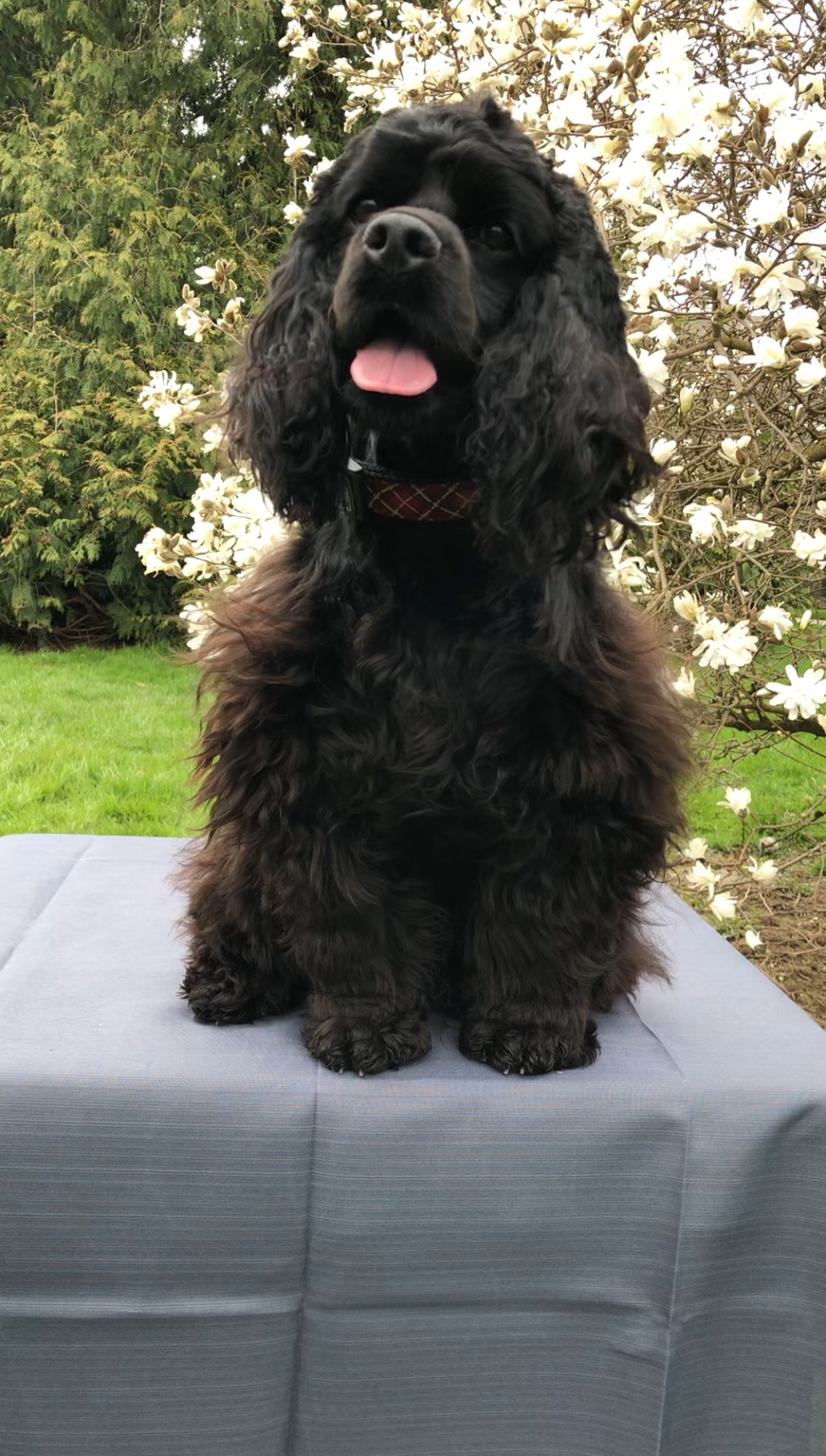 Our Dog’s | Wedgwood Cockers