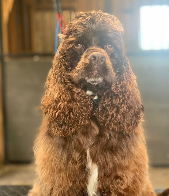 Our Dog’s | Wedgwood Cockers