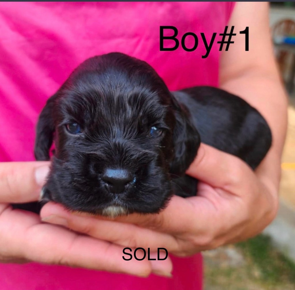 Wedgwood Cockers | American Cocker Spaniel Puppies in Mission BC